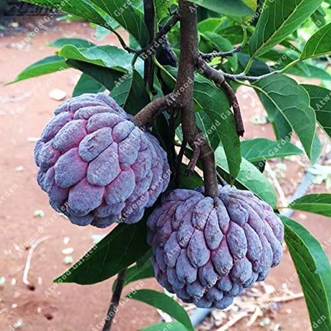 Exotic Red Sugar Apple Tree (2-3ft) - Live Annona Squamosa Fruit Tree ...