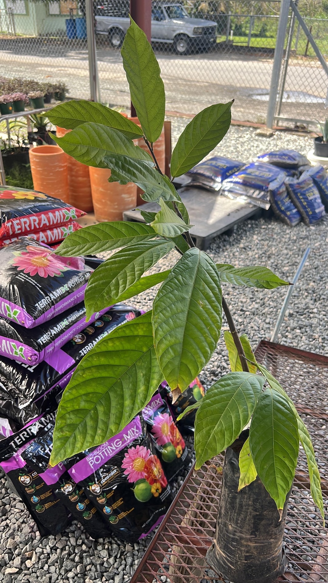 Grafted Cacaotree Tropical Fruit Tree (teobroma Cacao)arbol De ...