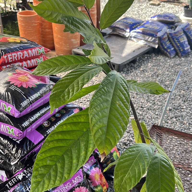 Theobroma Cacao - Etsy