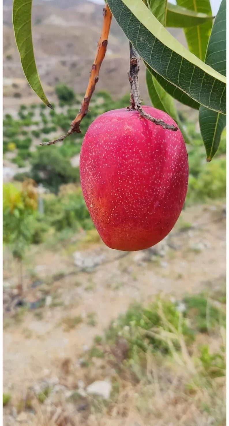Irwin Mango Tree Seedling: Sweet Tropical Fruit Tree (10-24in Tall) - Etsy