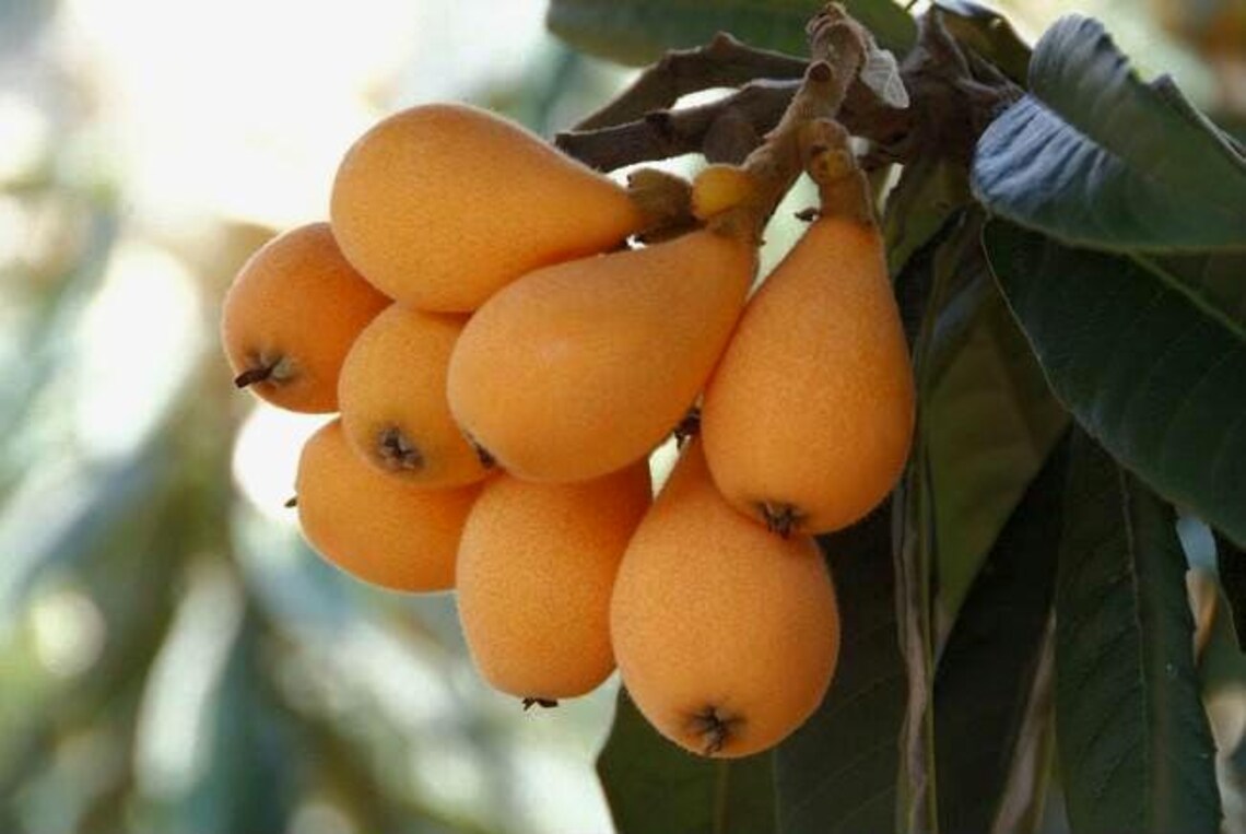 Golden Nugget Loquat Live Fruit Tree (2-3ft) - Etsy