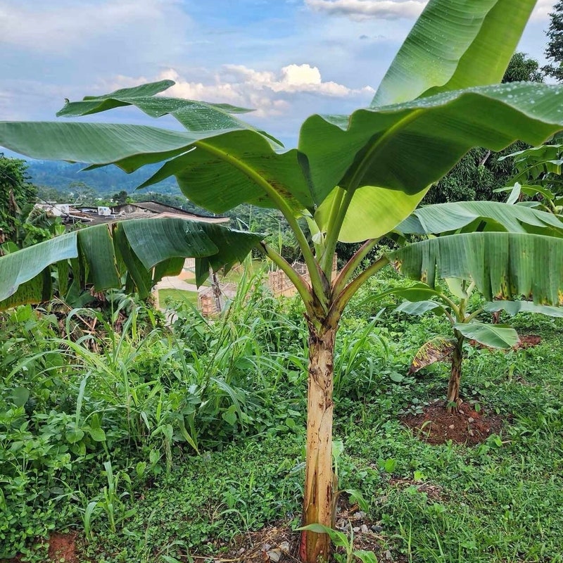 Plantain Tree - Etsy