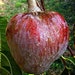 Red Heart Custard Apple Tree: Exotic Annona Squamosa Live Fruit Tree ...