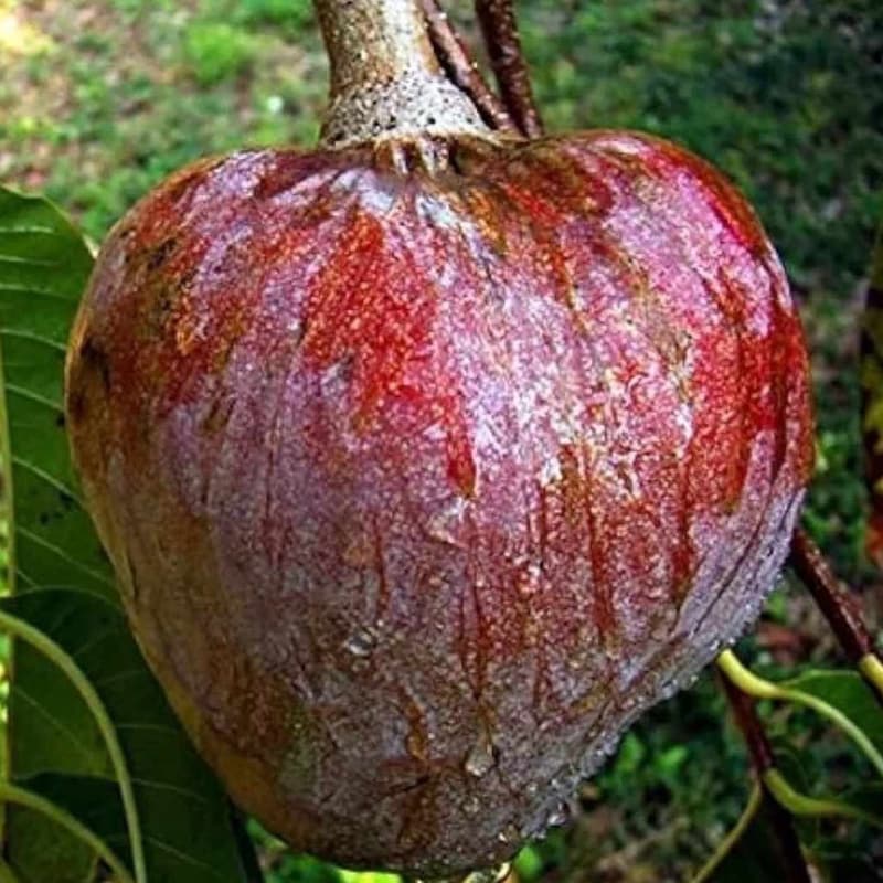 Custard Apple - Etsy