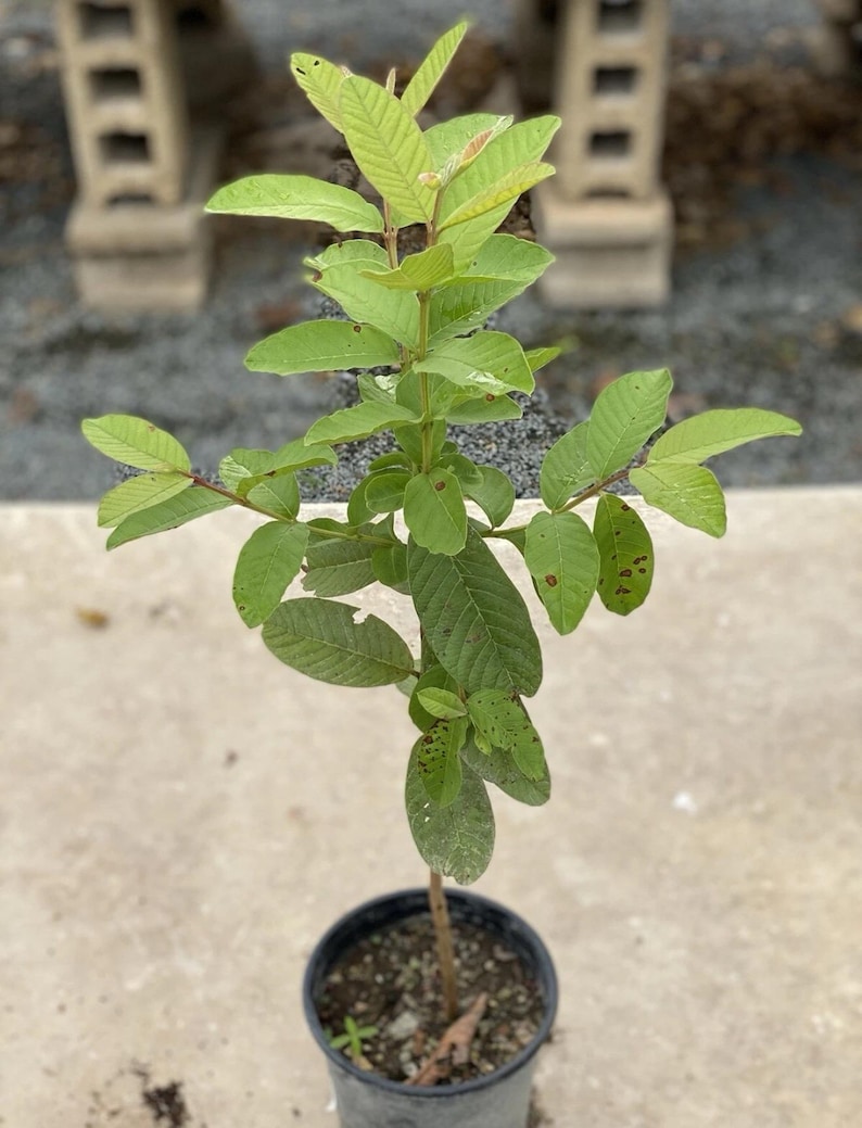 Old Giant Indian Red Guava( Psidium Guajava) Guayaba Live Fruit Tree ...