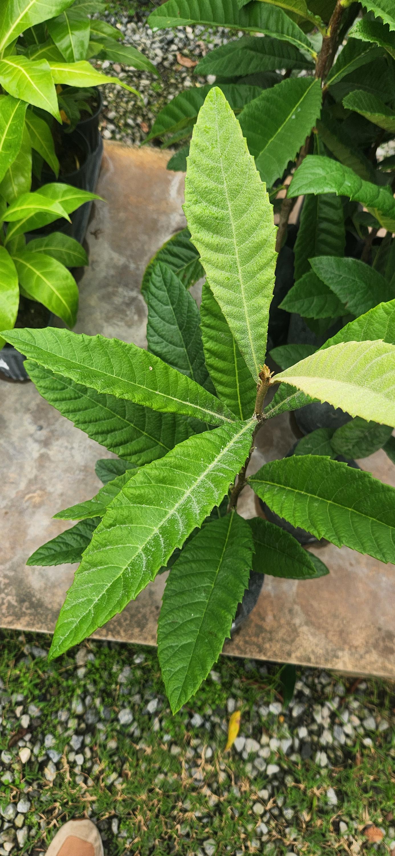Grafted Loquat ( Níspero Japones Injertdo)golden Nugget) (pepita De Oro ...