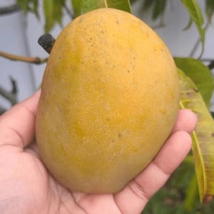 Grafted Mango Julie Live Fruit Tree (2ft) Mangifera Indica Arbol Mango ...