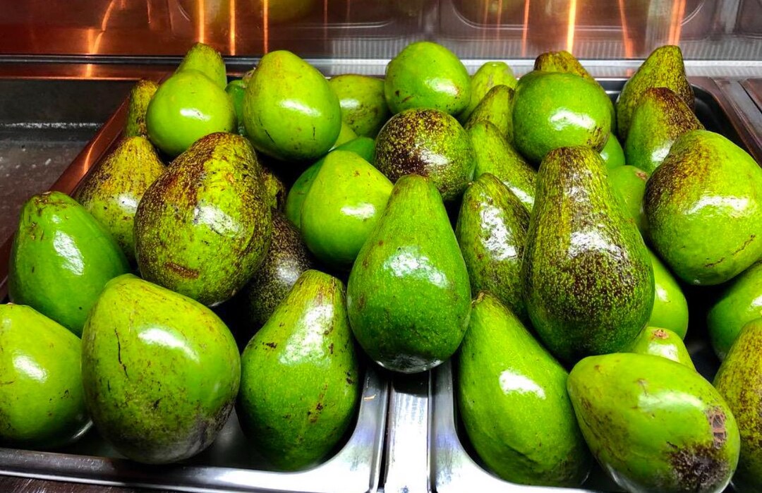Tree Avocado CRIOLLO (perseamericana) Live Tree Fruit Cuello Largo ...