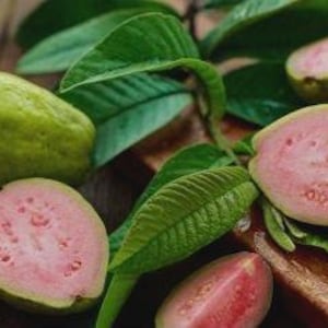 Big Red Guava Peach Tree (guayaba Pera Roja) Psidium (24in to 32in) - Etsy