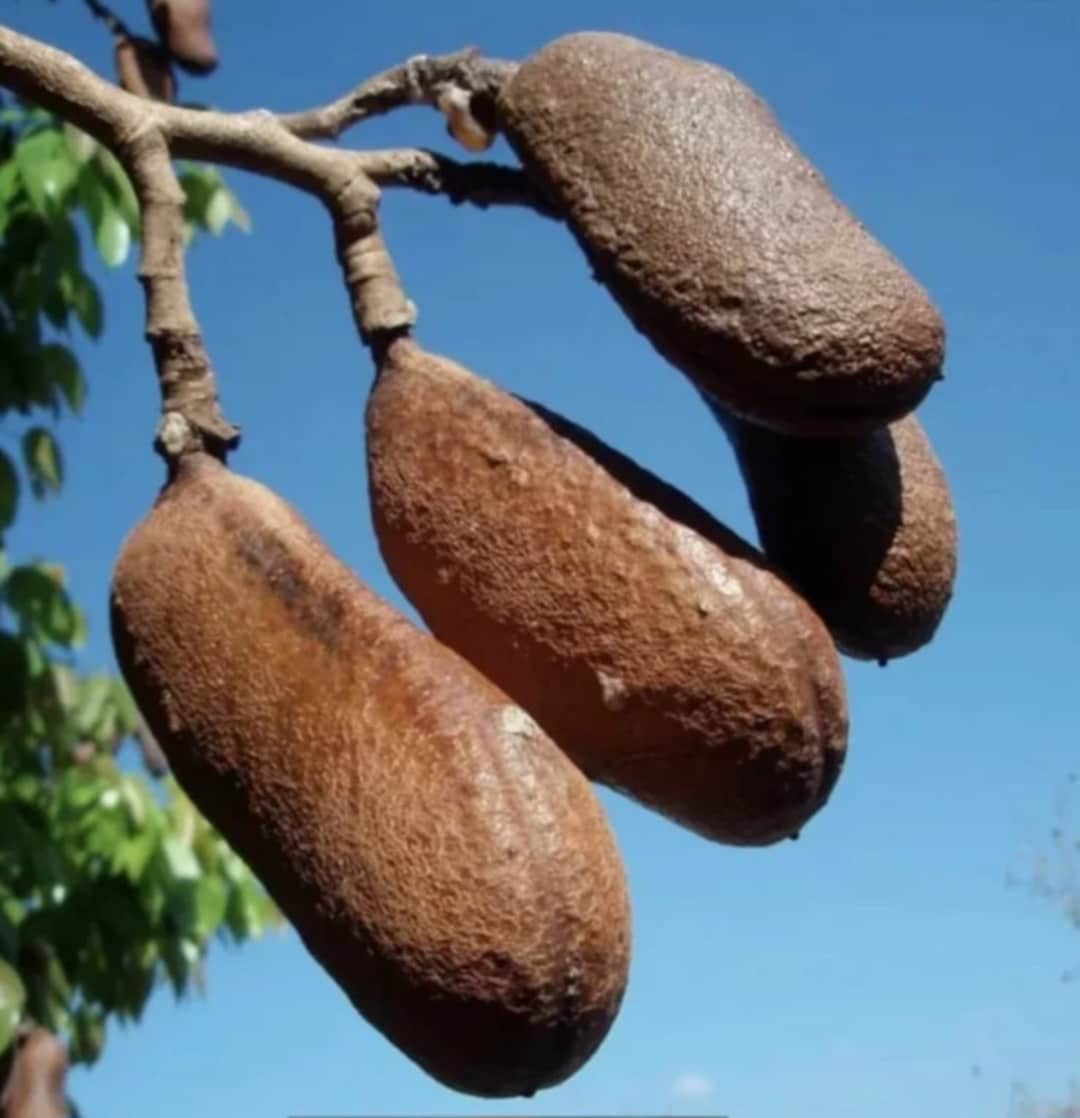 Tall Algarrobo /ceratonia Siliqua/ Carob Live Fruit Tree (2-3ft Plant ...