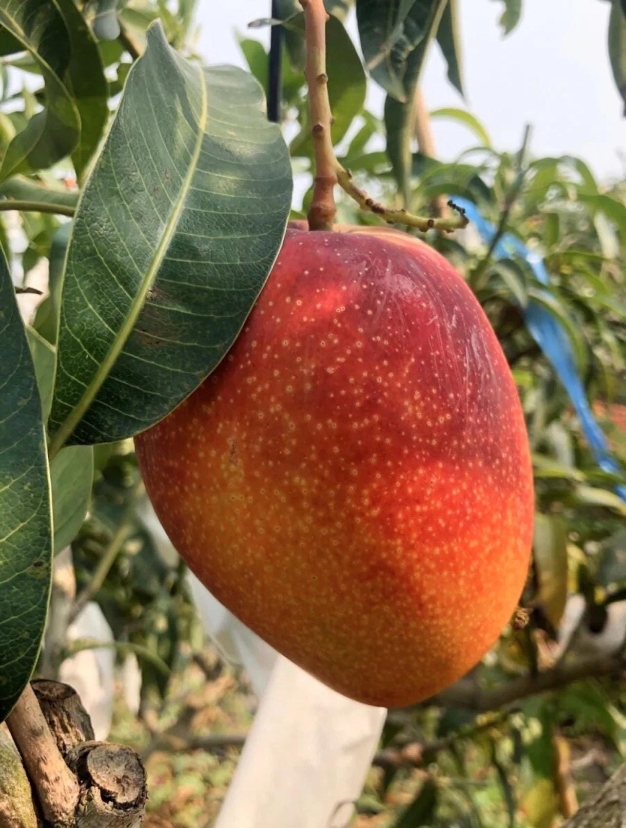 Osteen Mango Tree Seedling: Tropical Fruit Tree (10-24in) - Etsy