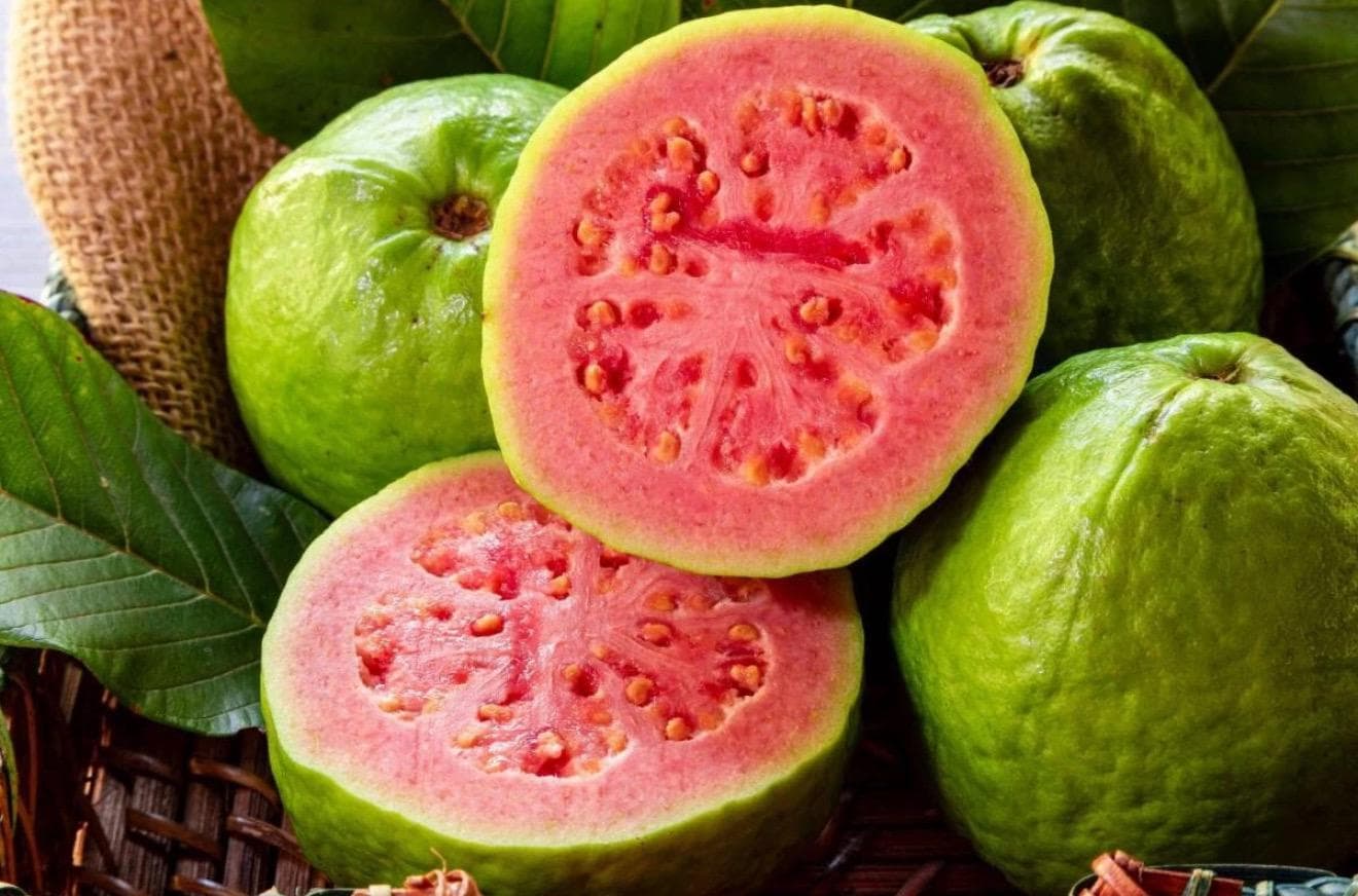 Old Giant Indian Red Guava( Psidium Guajava) Guayaba Live Fruit Tree ...