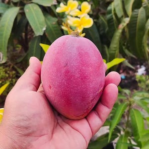 Grafted Miyazaki Mango Tree: Egg of the Sun Variety (3-4ft Tall) - Etsy