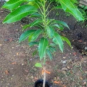 Giant Grafted Rapoza Mango Live Fruit Tree (3-4ft) (MANGIFERA Indica ...
