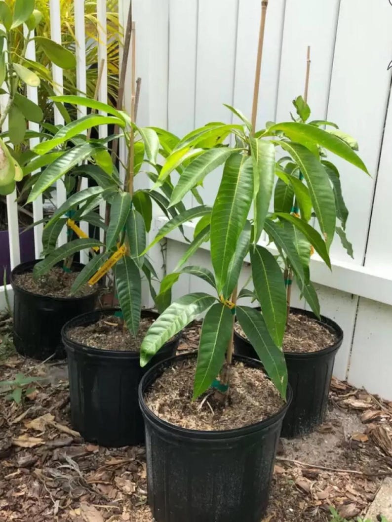 Grafted Glenn Mango Tree: Live Fruit Tree - Florida Variety - Etsy
