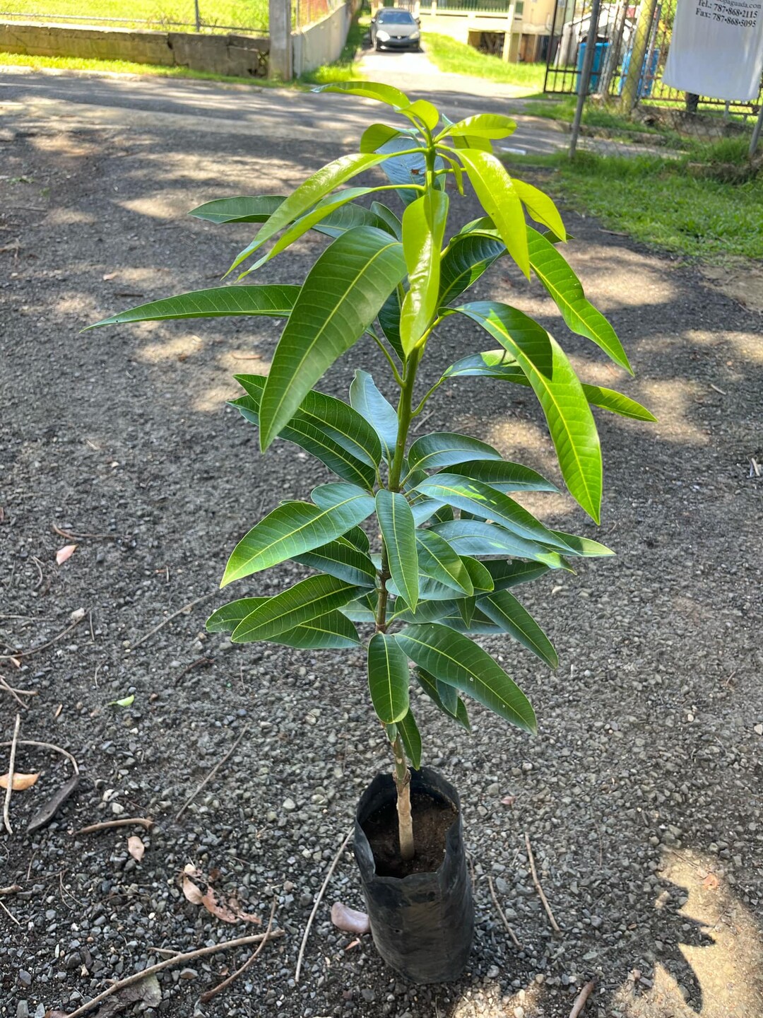 Giant GRAFTED Juliette Mango Tropical Live Fruit Tree (mangifera Indica ...