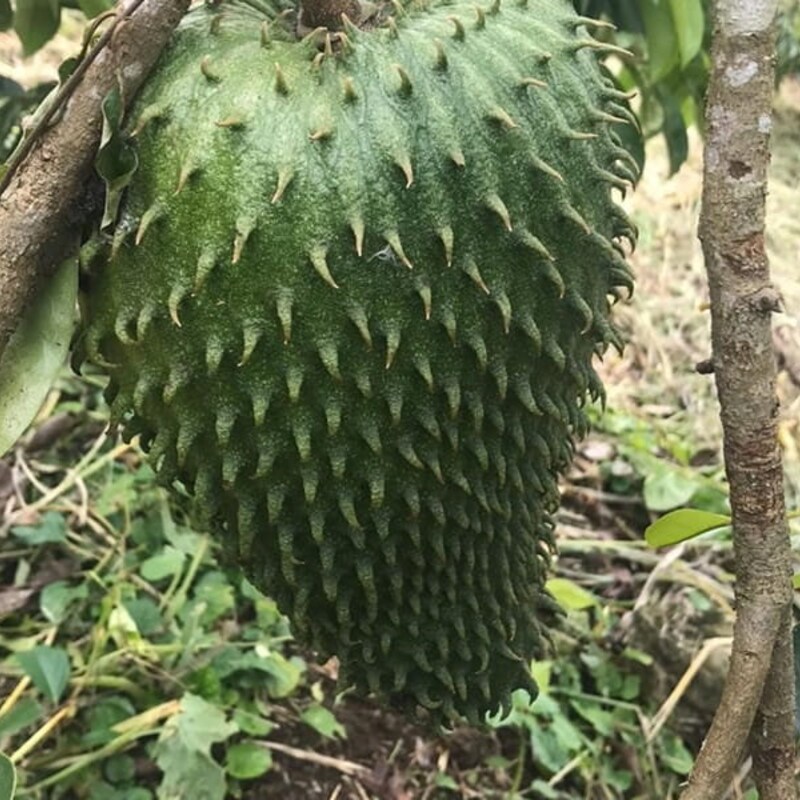 Soursop Tree - Etsy