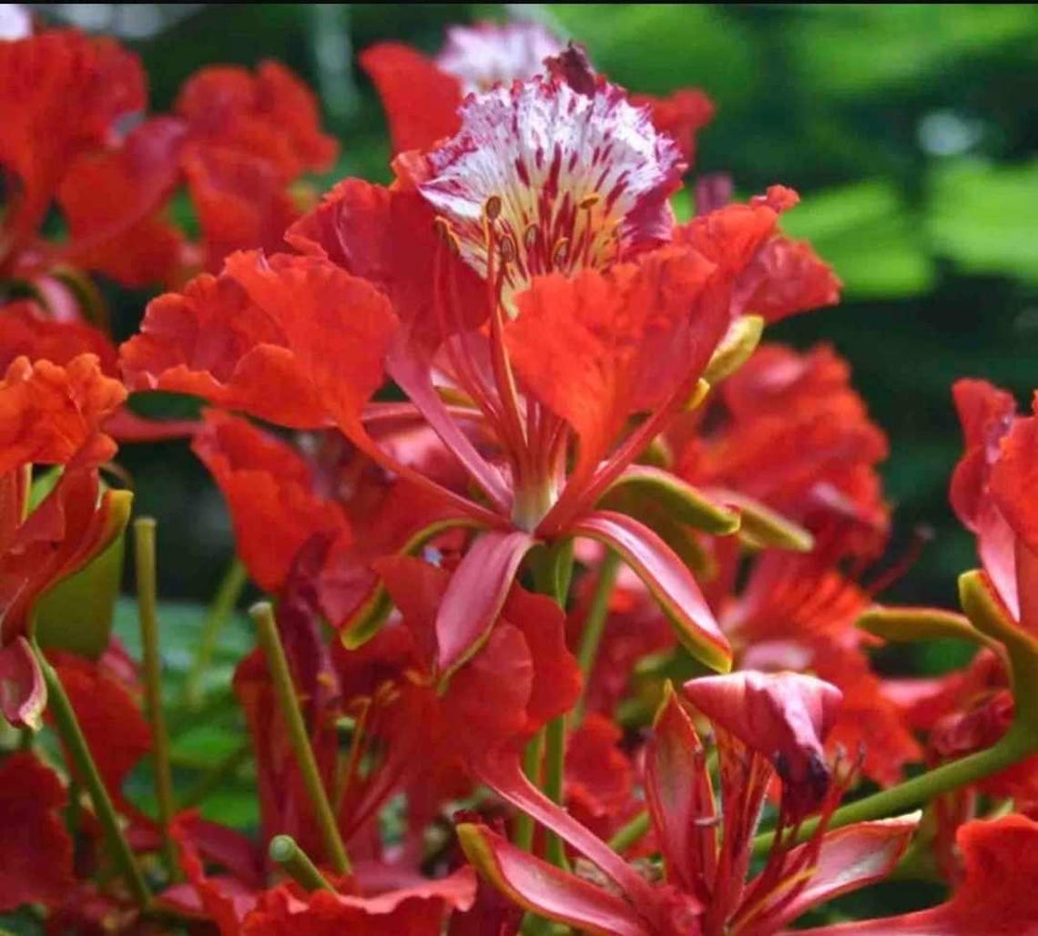 Red Flamboyan Tree /delonix Regia/ Royal Poinciana 2-3ft - Etsy