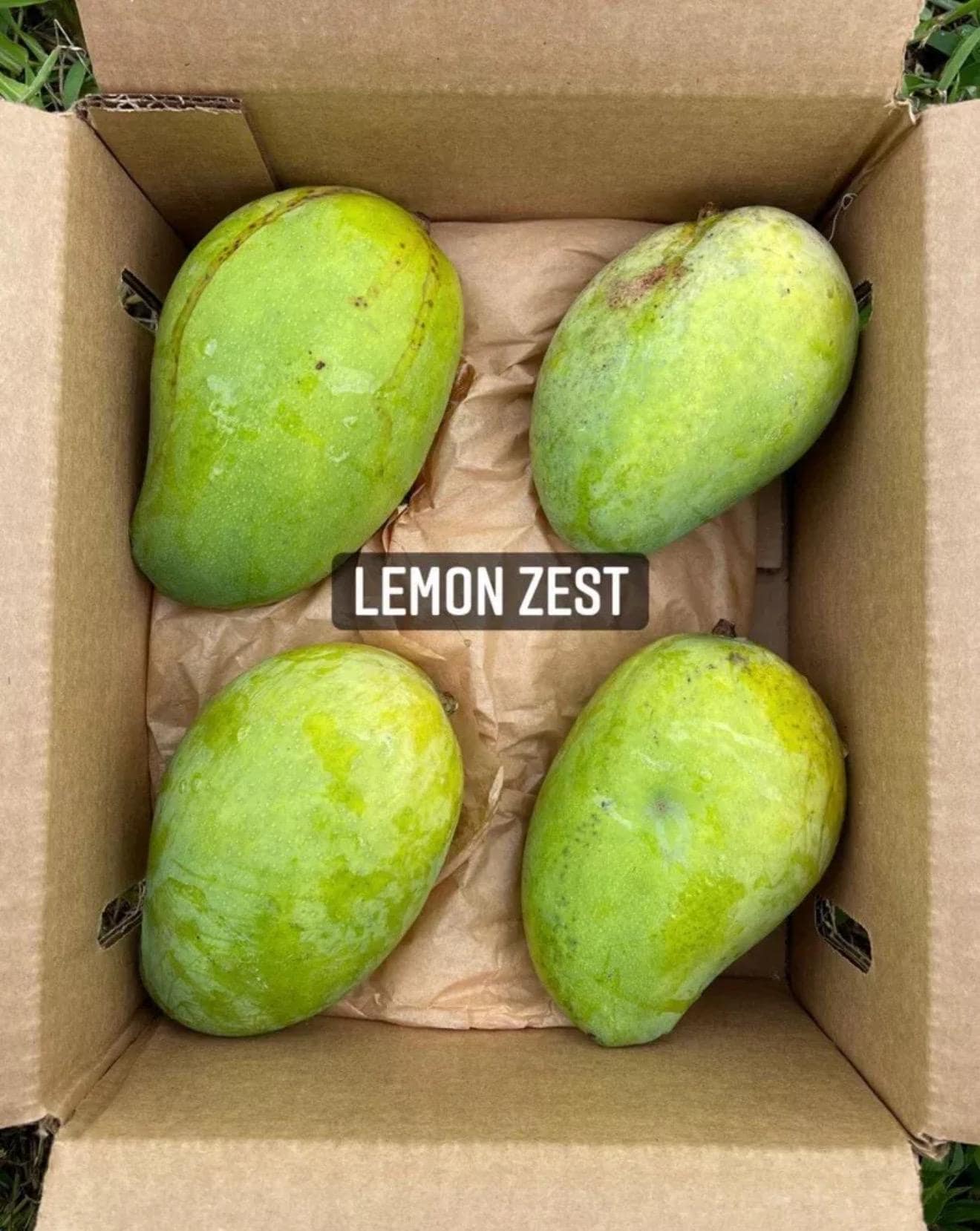 Lemon Zest Mango Tree Seedling: Sweet Tropical Fruit Tree (10-24in) - Etsy