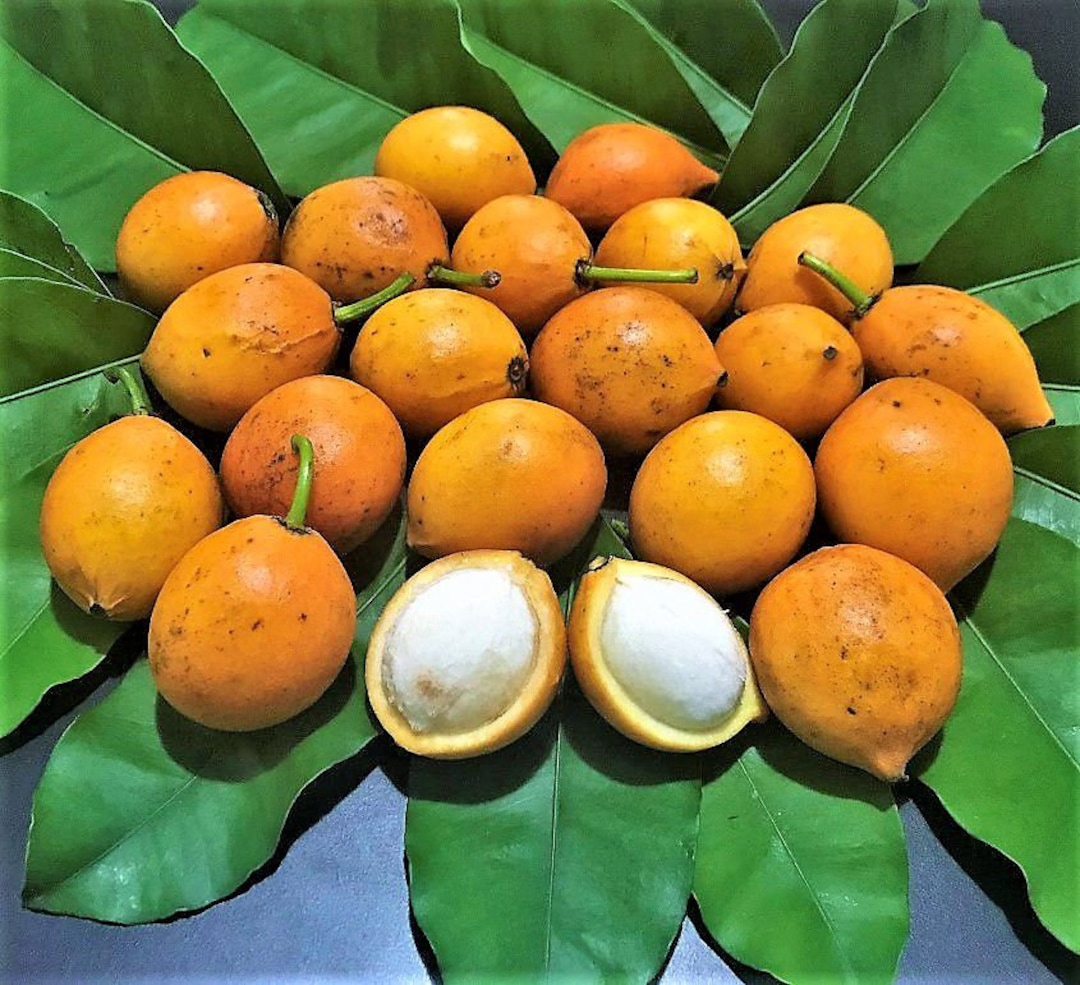 Garcinia Brasiliensis Live Tree 1ft - Etsy