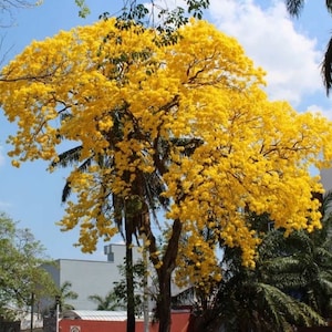 Yellow Oak Tree: Quercus Muehlenbergii, Golden Fall Foliage (12-18 Inch ...
