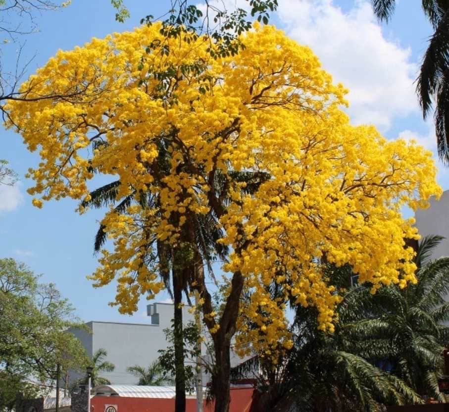 Yellow Oak Tree: Quercus Muehlenbergii, Golden Fall Foliage (12-18 Inch ...