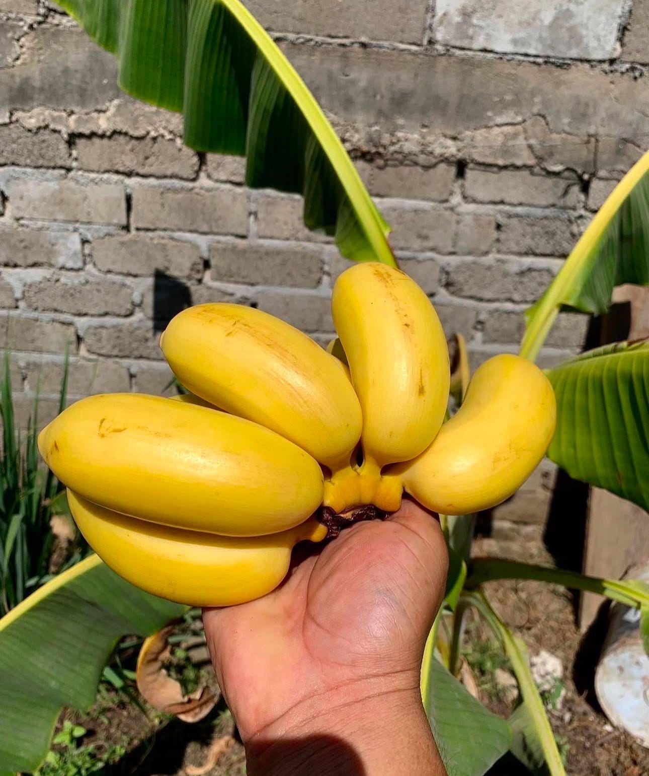 Banana Apple (musa Acuminata) Live Fruit Tree 10inch-1ft Guineo Manzana ...