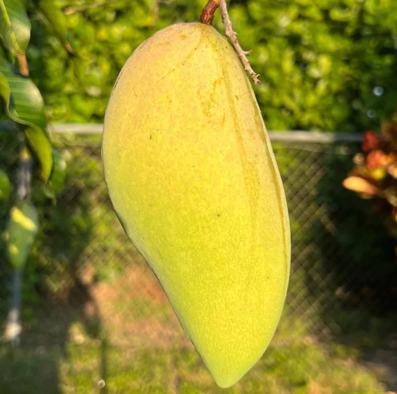 Grafted Nam Doc Mai Mango Tree: Early Fruiting Variety (3-4ft Tall) - Etsy