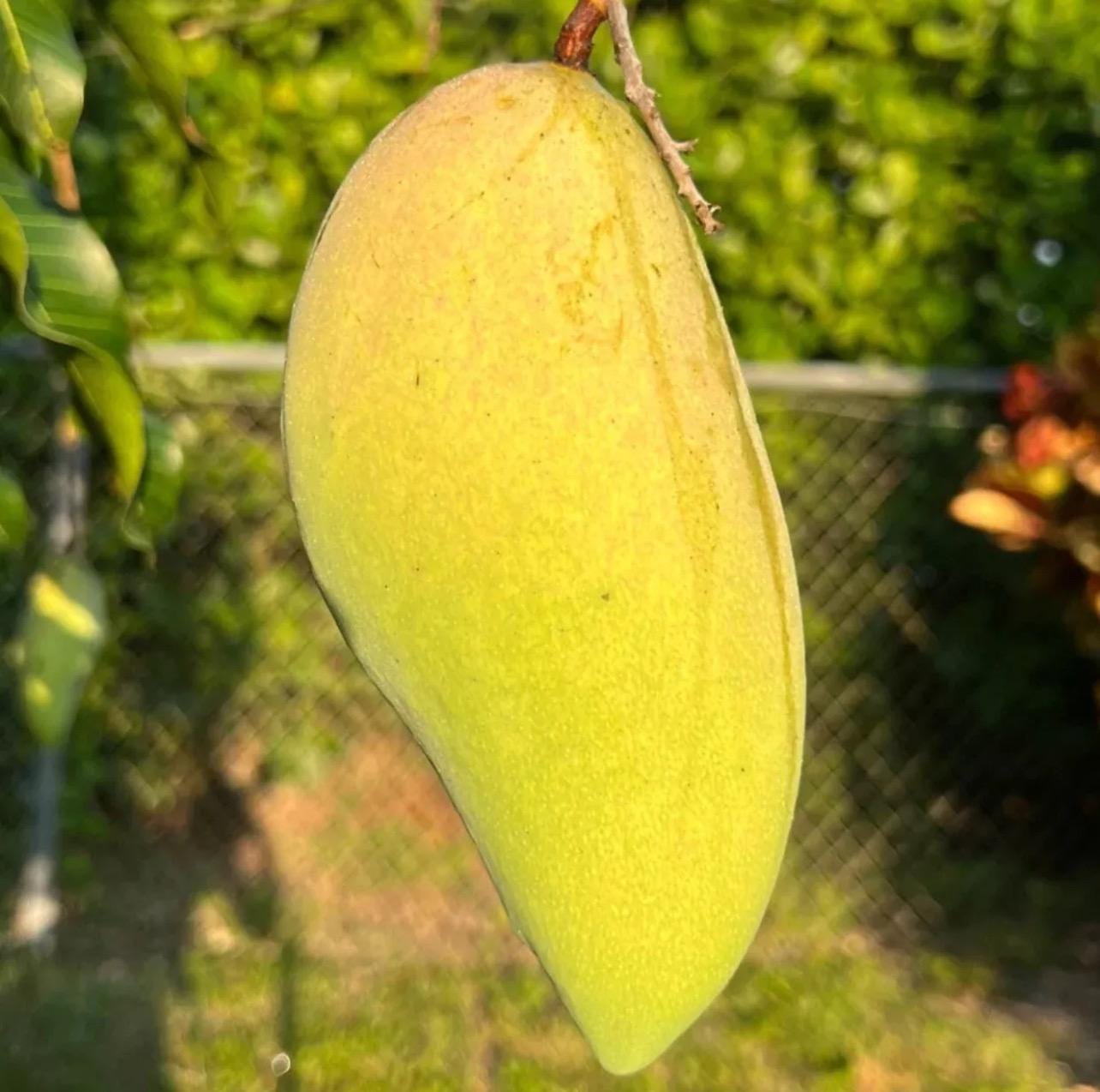 Grafted Nam Doc Mai Mango Tree: Early Fruiting Variety (3-4ft Tall) - Etsy