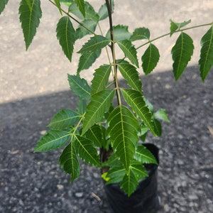 Neem (azadirachta Indica) Margosa Lila India Live Tree (10in - 24in) - Etsy