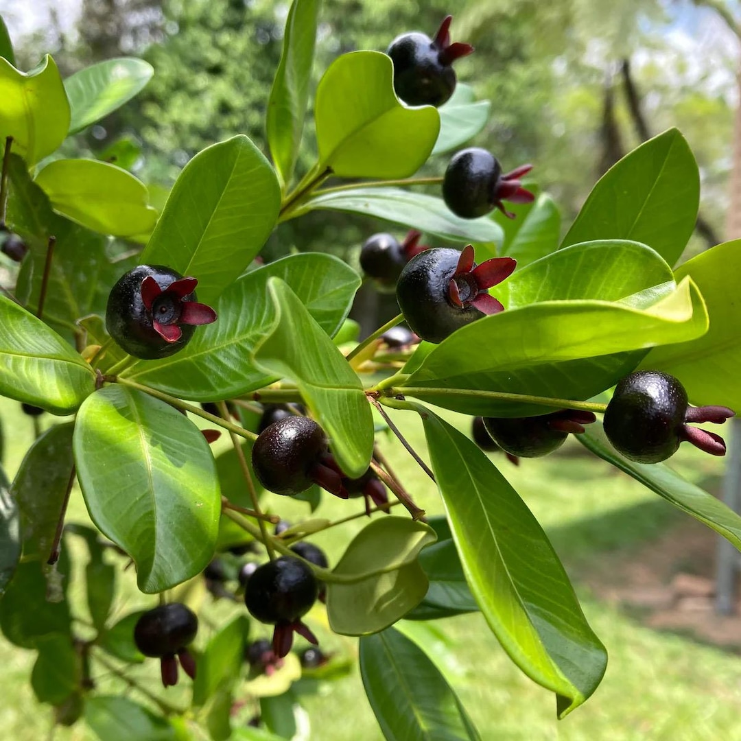 Grumichama/ Eugenia Brasiliensis/ Live Tropical Fruit Tree (10inch ...
