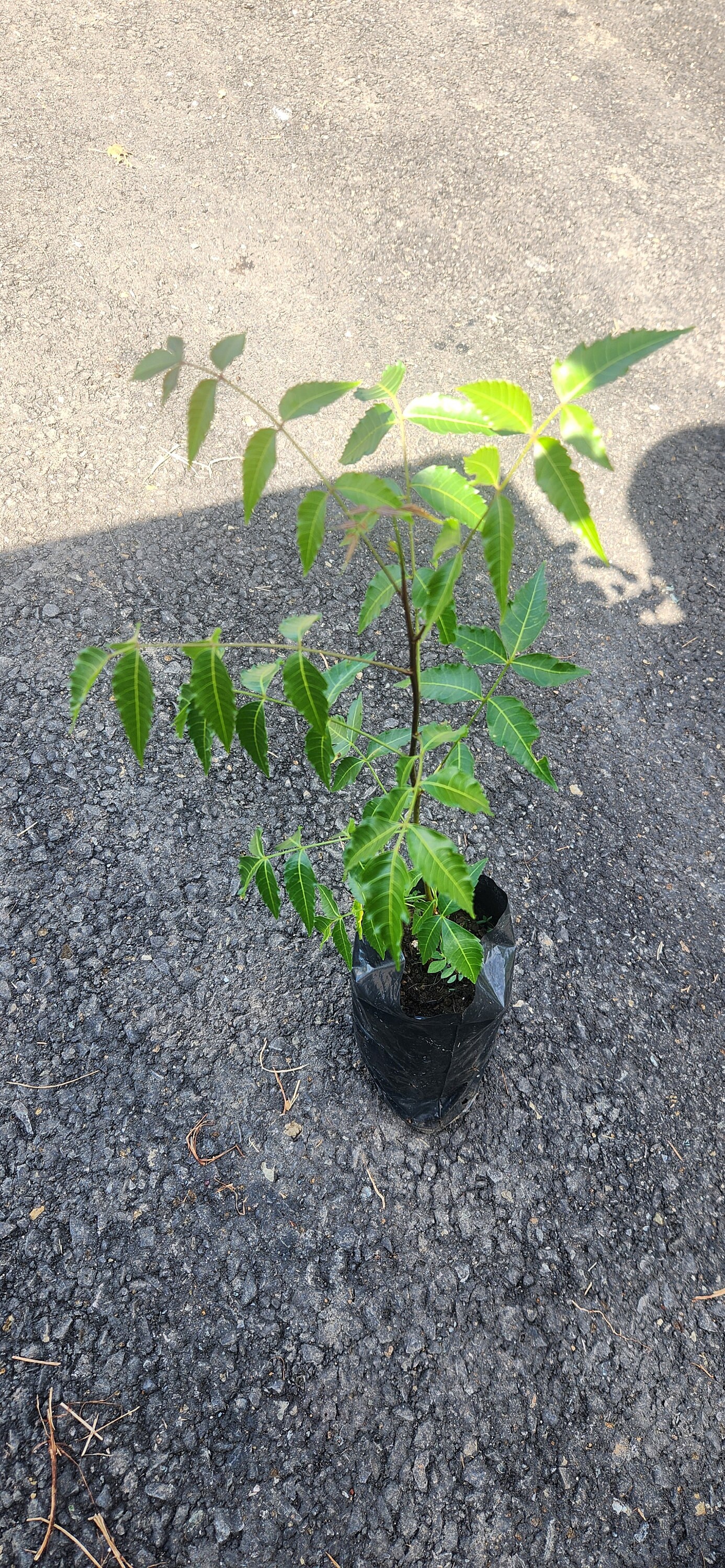 Neem (azadirachta Indica) Margosa Lila India Live Tree (10in - 24in) - Etsy