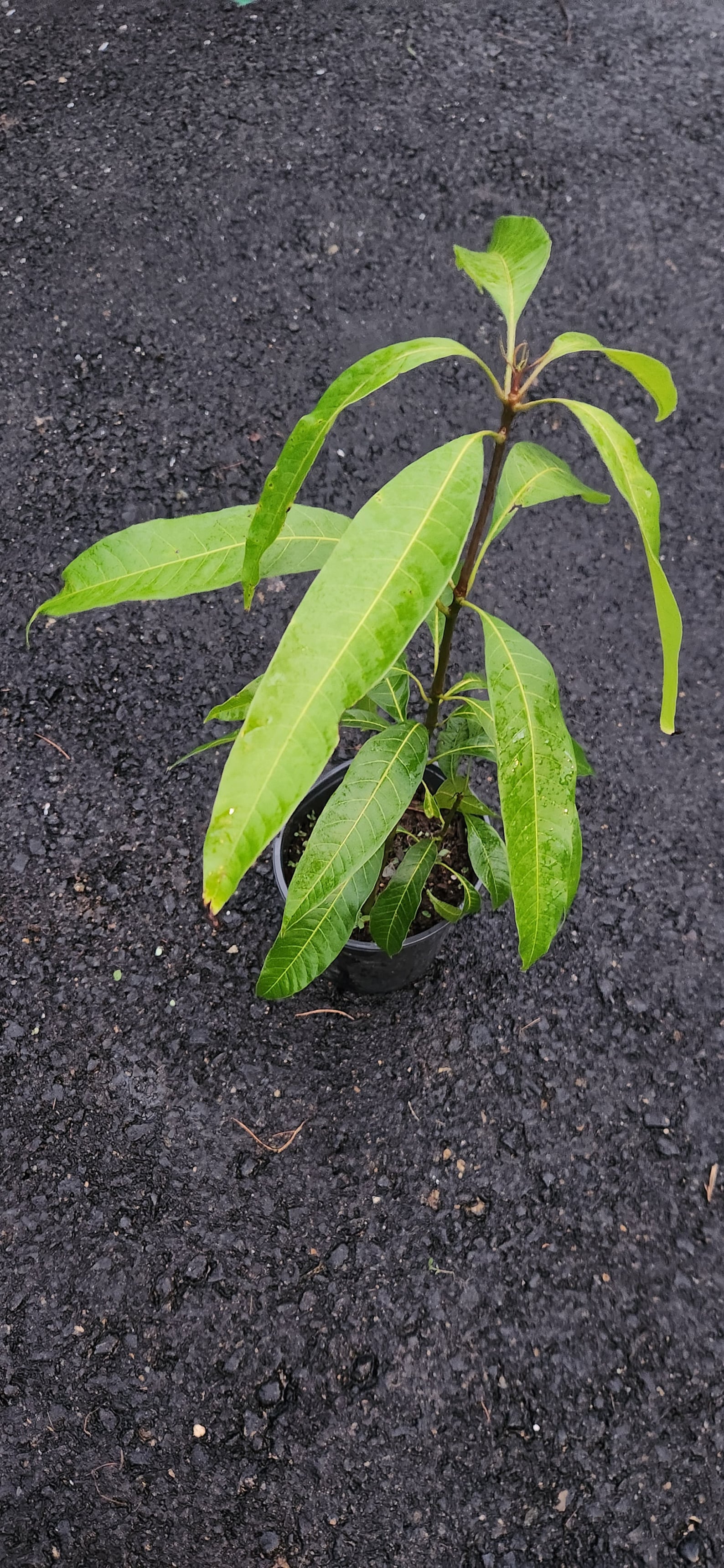 Mango Haden Seedling Live Fruit Tree 18inch-24inchmanglifera - Etsy