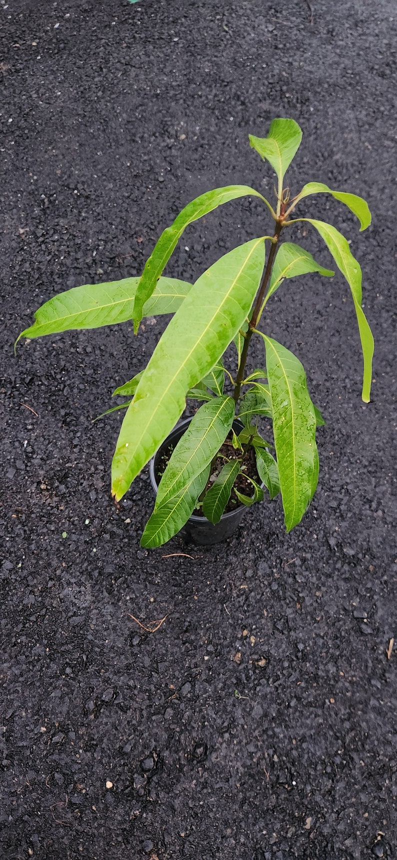 Mango Haden (manglifera) Árbol Frutal Vivo De 2 Pies De Altura - Etsy
