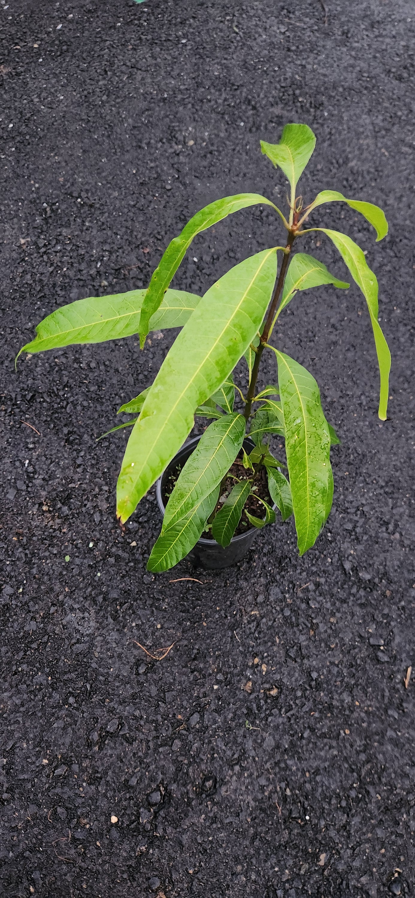 Mango Haden Seedling Live Fruit Tree 18inch-24inchmanglifera - Etsy
