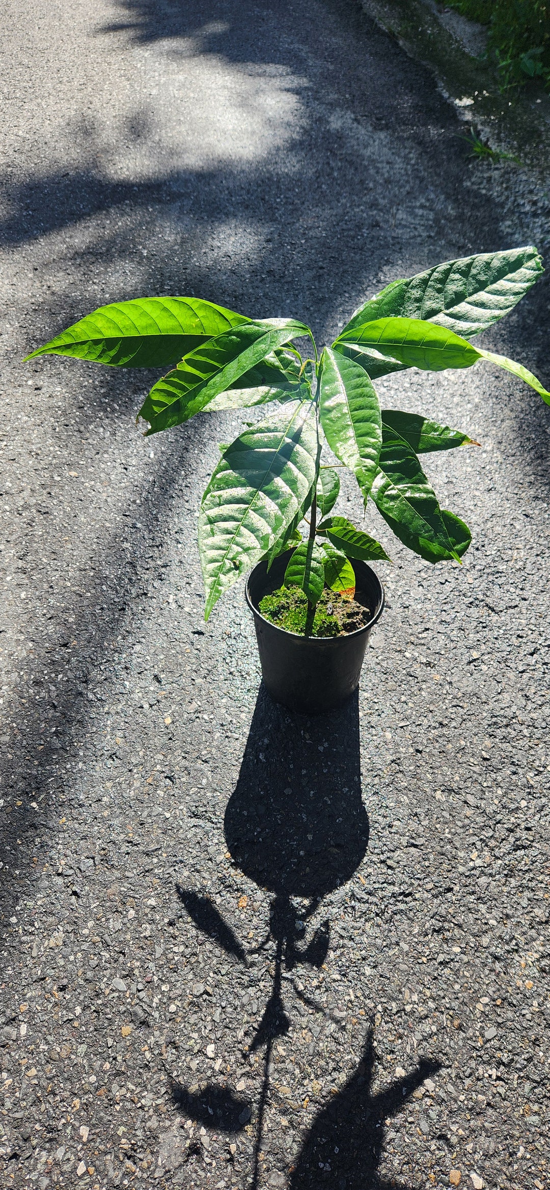 Cacao Tropical Live Fruit Tree (teobroma Cacao) Arbol De Chocolate ...