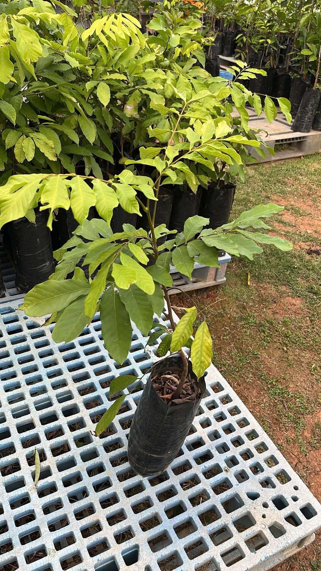 Grafted Pulasan (nephelium Mutabile) Live Fruit Tree 26 Inch-36” Plant ...