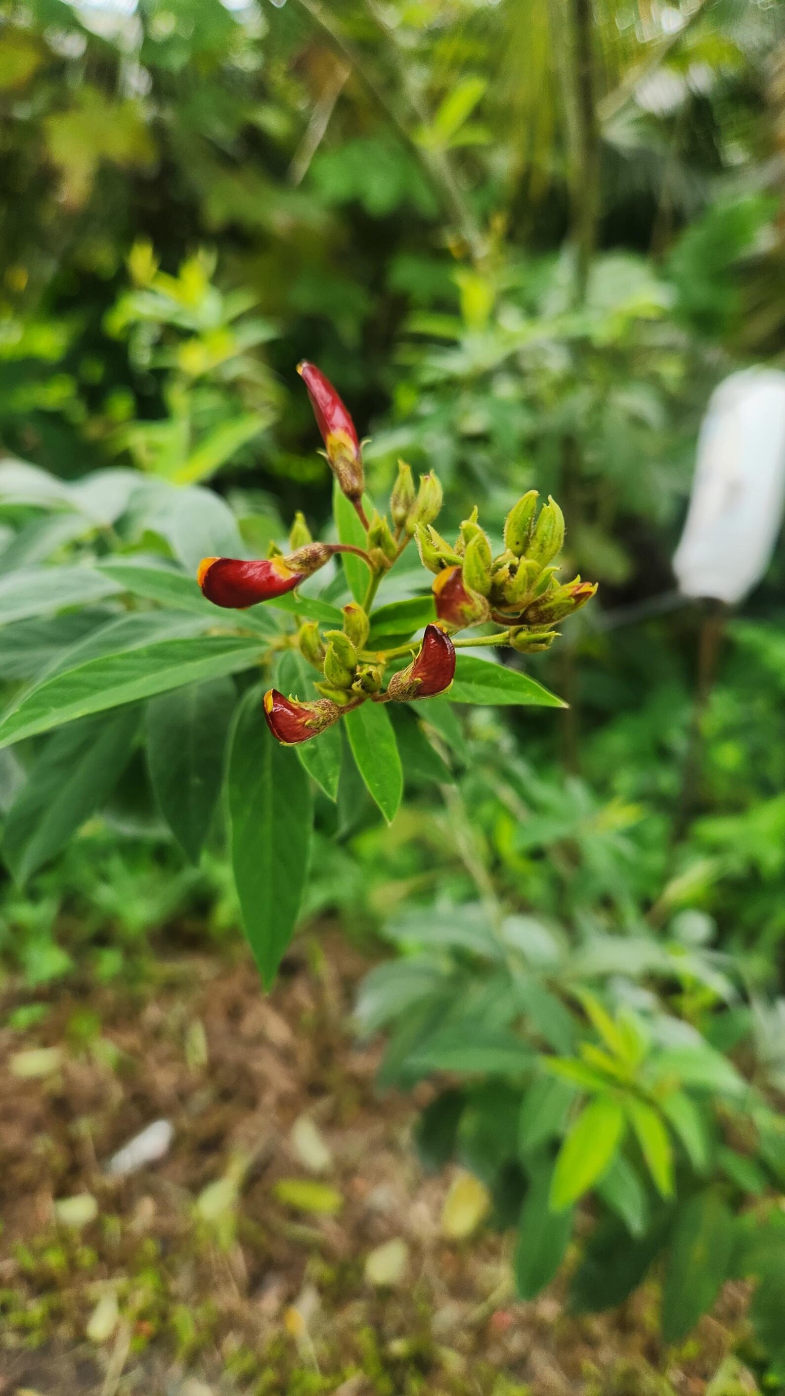 Gandules: Pigeon Pea Shrubby Legume Seeds - Etsy