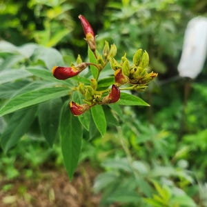 Gandules: Pigeon Pea Shrubby Legume Seeds - Etsy