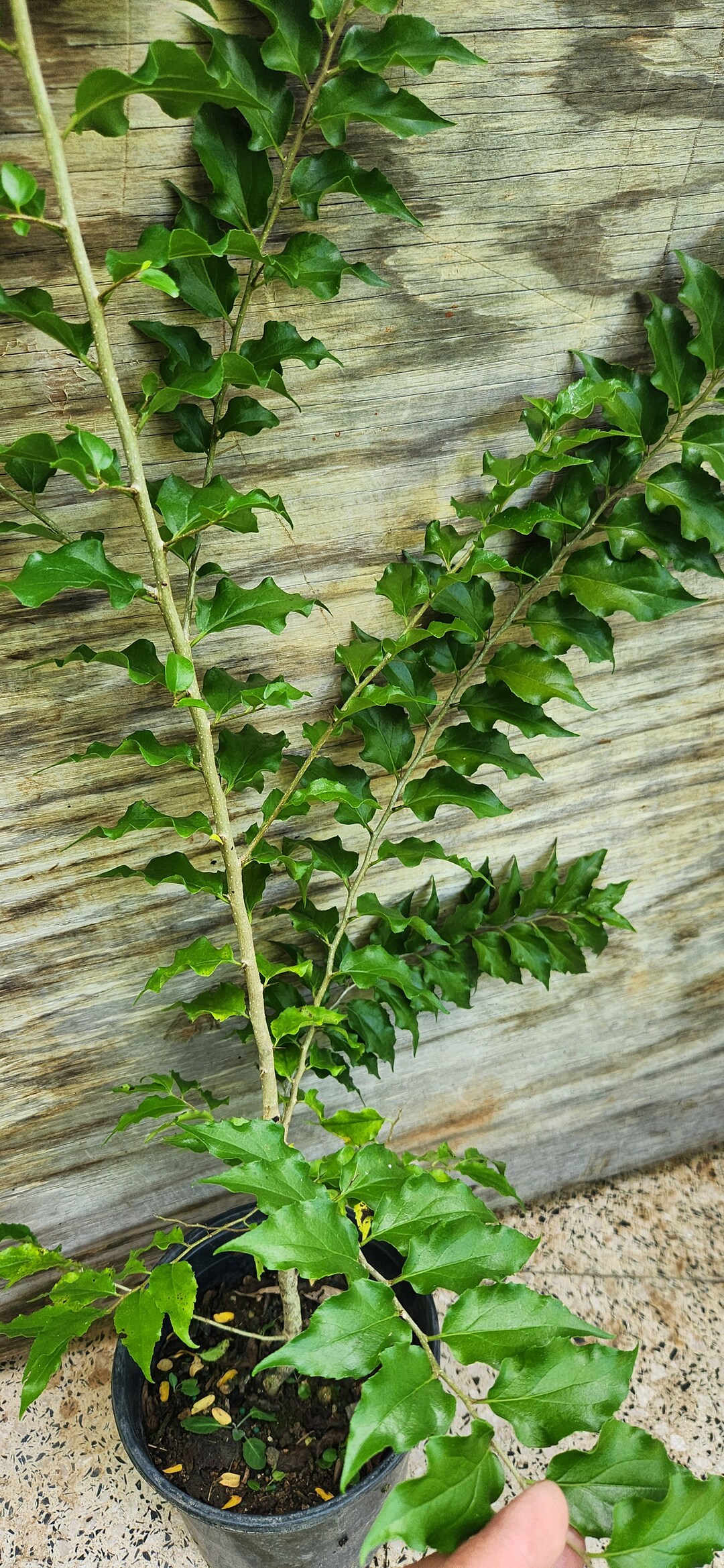 Ceylon Gooseberry Tree (plant) (dovyalis Hebecarpa)10inch-24inch” - Etsy
