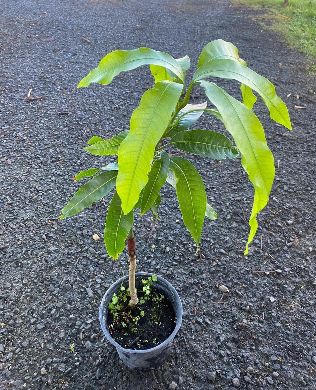 Grafted Mango Julie Live Fruit Tree (2ft) Mangifera Indica Arbol Mango ...