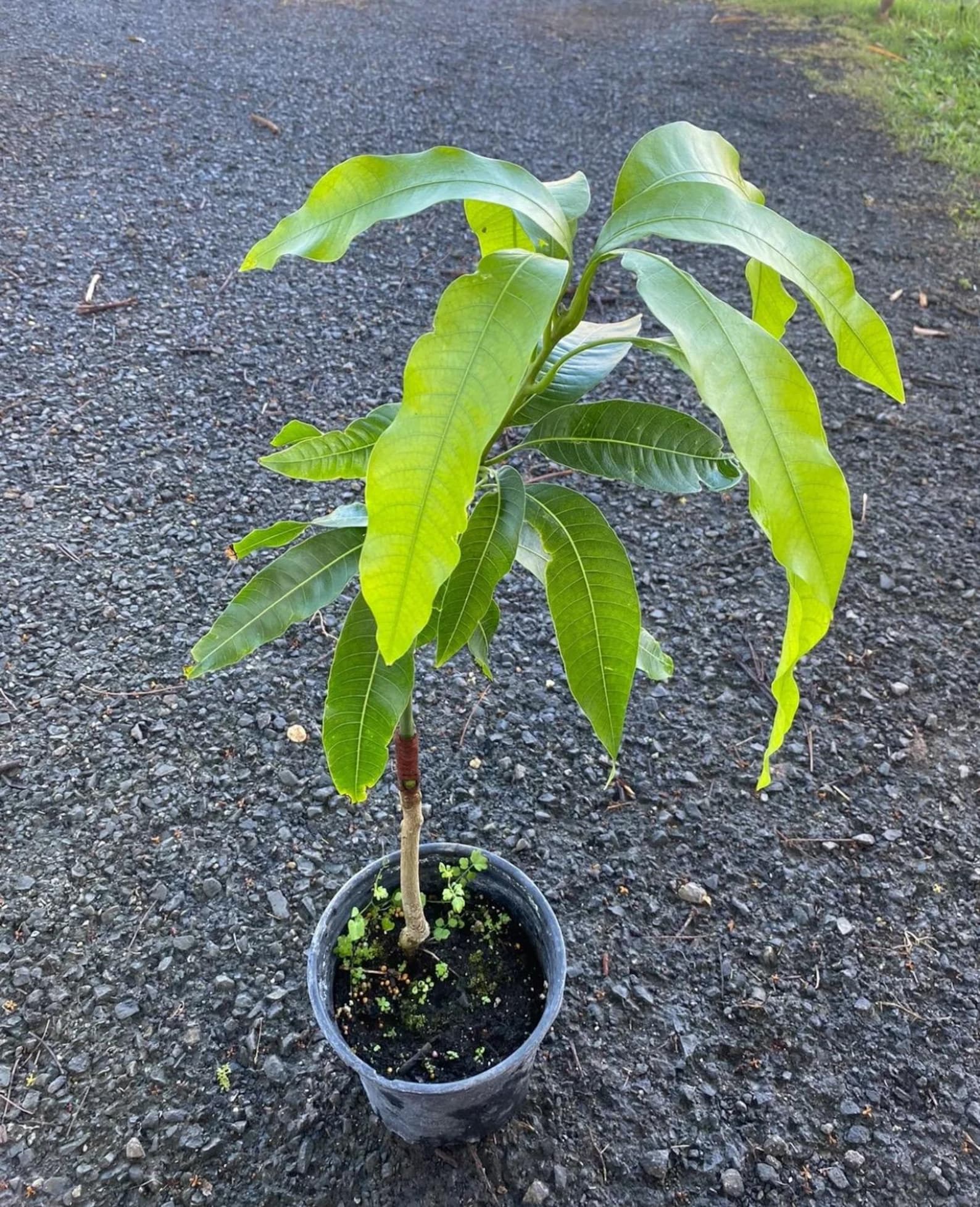 Giant Grafted Mango Julie Live Fruit Tree (3-4ft) Mangifera Indica ...