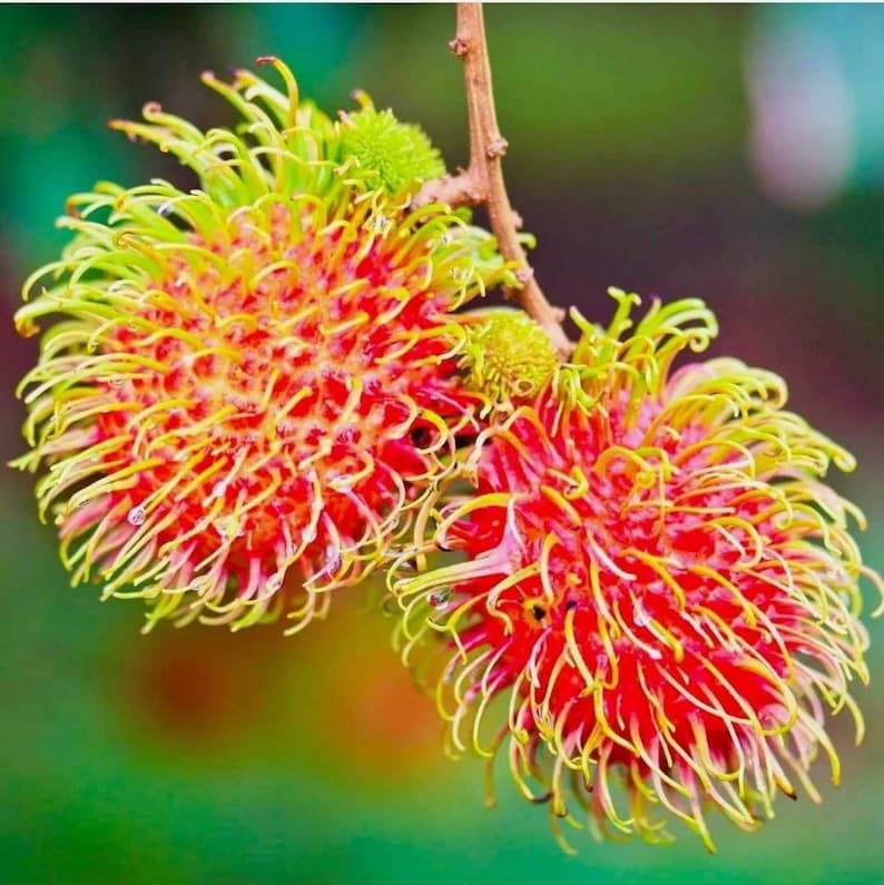 Grafted Red Rambutan Tree Tropical (nephelium Lappaceum) Live Fruit ...