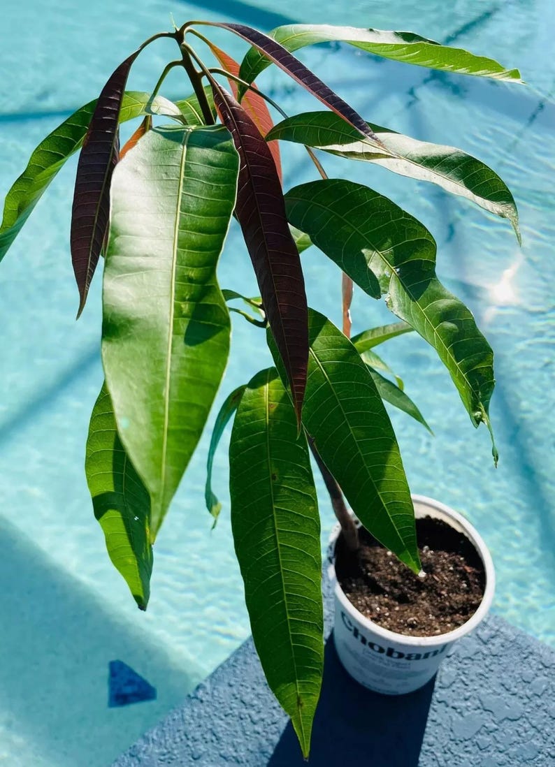 Manila Mango Tree Seedling: Fast-growing, High-yield - Etsy