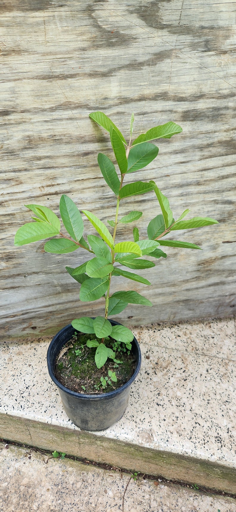 Red Guava Peach Tree (guayaba Pera Roja) Psidium - Etsy