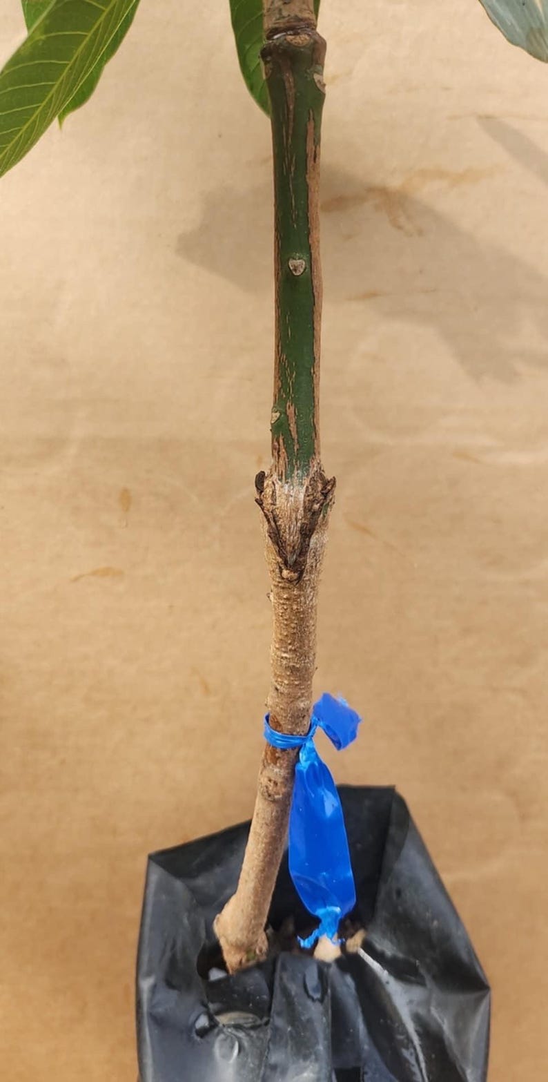 Grafted Ataulfo Mango Live Fruit Tree (2ft) Mangifera Indica Arbol De ...