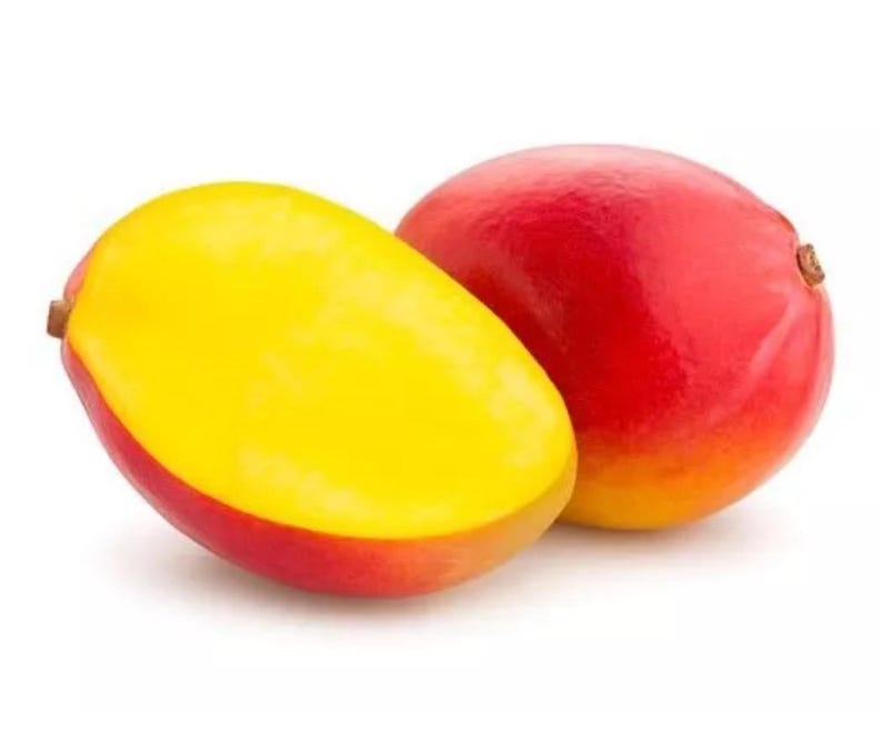 Seedling Palmer Mango Tree: Live Fruit Tree (10-24in) Mangifera Indica ...