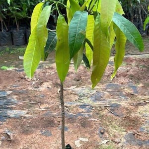 Grafted Palmer Mango Tree: Early Fruiting, Sweet Flavor (3-4ft Tall) - Etsy