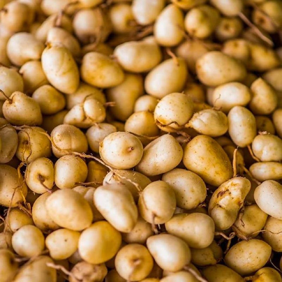 Lerenes Also Known as Sweet Corn Root (calathea Macrosepala K. Schum ...