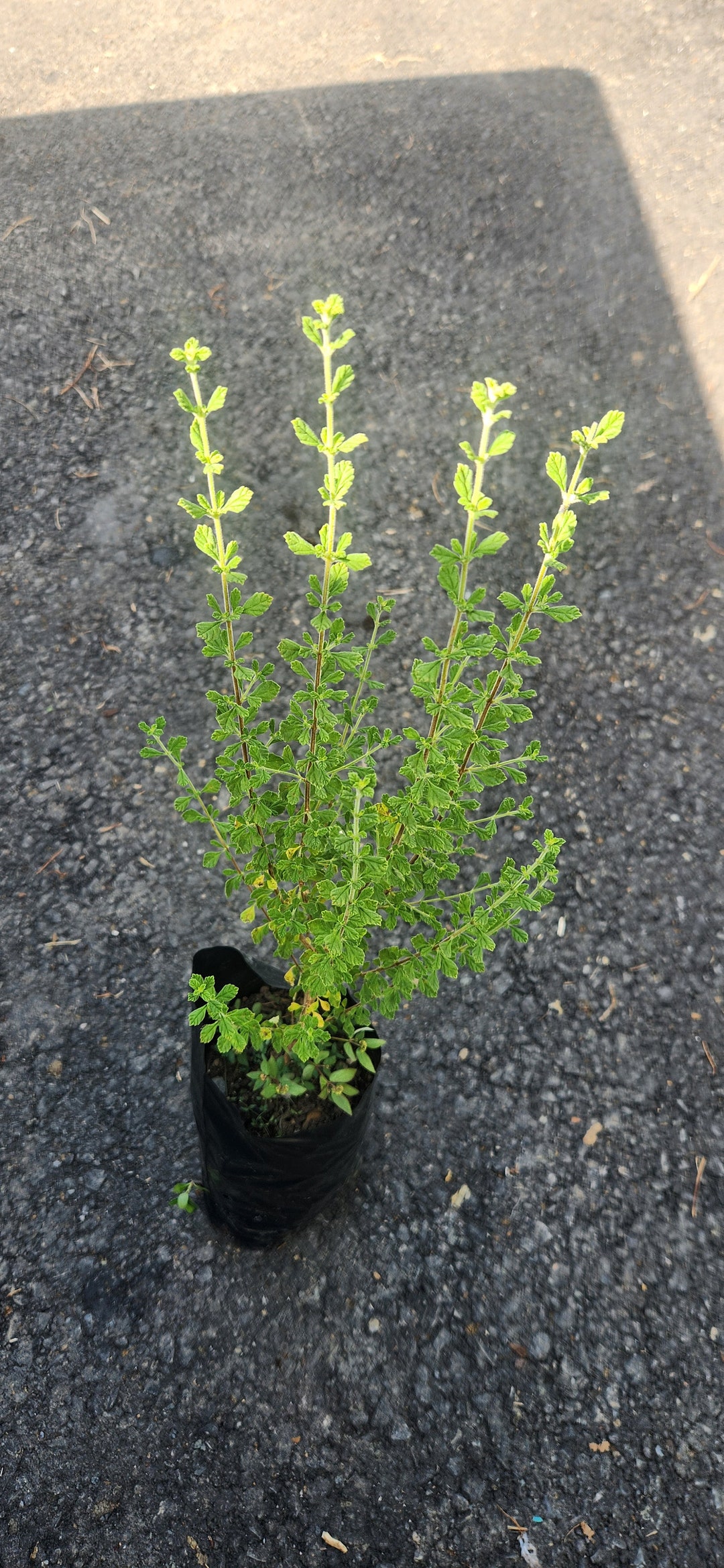 Planta De Orégano Jamaicano (lippia Micromera) . 1 Pie - Etsy